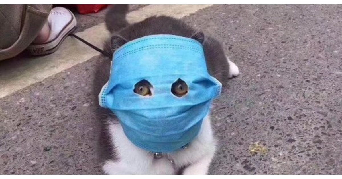 Jika Bergejala, Haiwan Peliharaan Boleh Dibawa Untuk Buat Swab Test ...