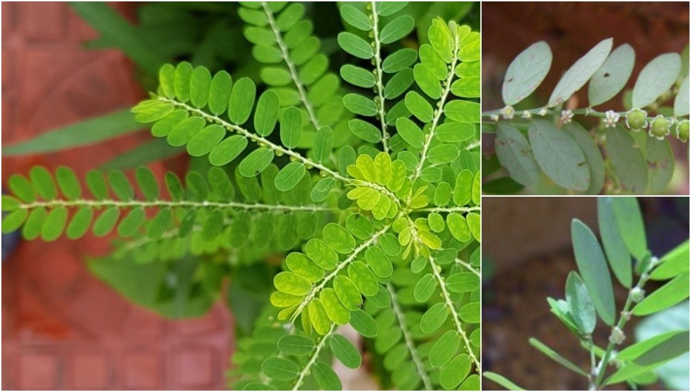 Rupanya Ini 7 Khasiat Pokok Dukung Anak Yang Luarbiasa | Kool 101