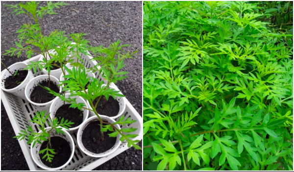 Cara Tanam Ulam Raja, Daun Rimbun & Sentiasa Ada Pucuk Muda | Kool 101