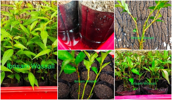 Cara Tanam Pokok Kesum Dalam Polybag, Semaian Confirm Menjadi! | Kool 101 Cara Tanam Pokok Kesum Dalam Polybag, Semaian Confirm Menjadi! | Kool 101