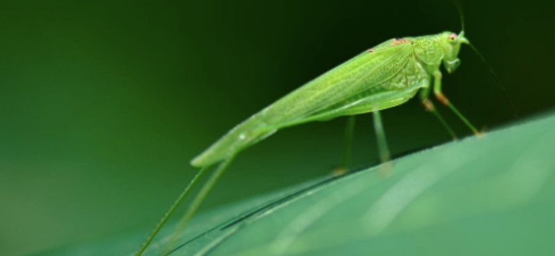 Belalang Pelesit Masuk Rumah? Ini Cara Detect Belalang Ori | Kool 101