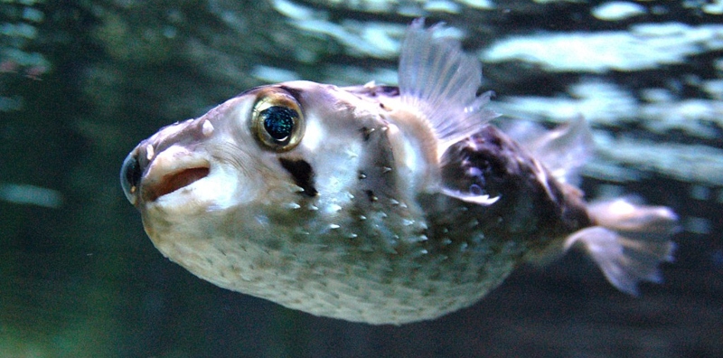 Masak Ikan Buntal Kena Hati-Hati, Ini Info Anda Perlu Tahu! | Kool 101