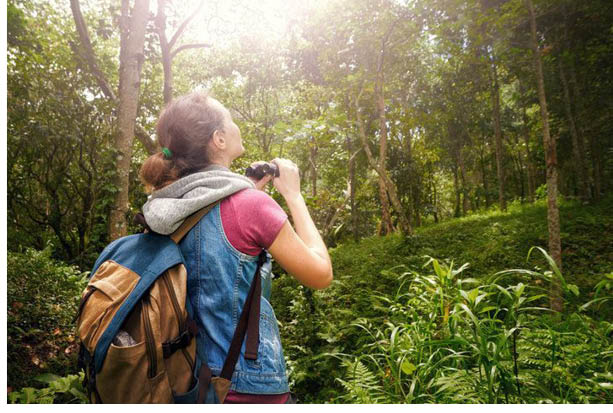 Malaysia catat kisah kejayaan penebangan hutan yang berkesan | Kool 101