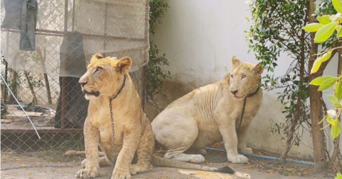 Penduduk panik lihat dua singa di jalan | Kool 101