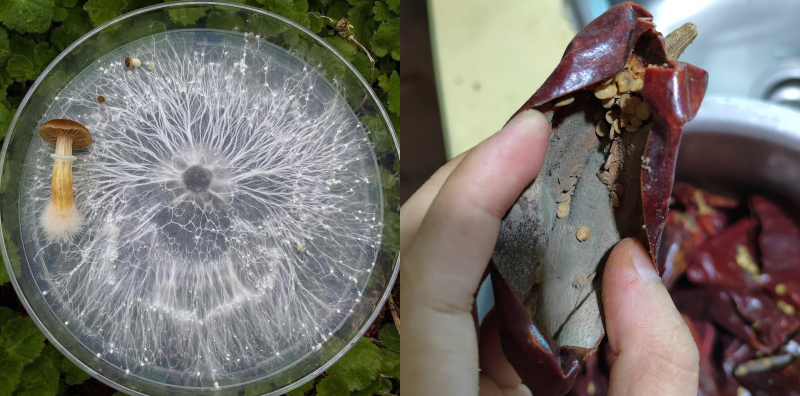 Cili Kering Gemuk Jenis Ini Selalu Banyak ‘Habuk’, Hati-Hati | Kool 101