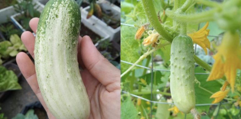 Cara Tanam Timun Mini Berbuah Dengan Cepat, Lebih Rangup! | Kool 101